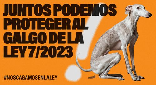 SOS Galgos - About hare coursing with Galgos in Spain