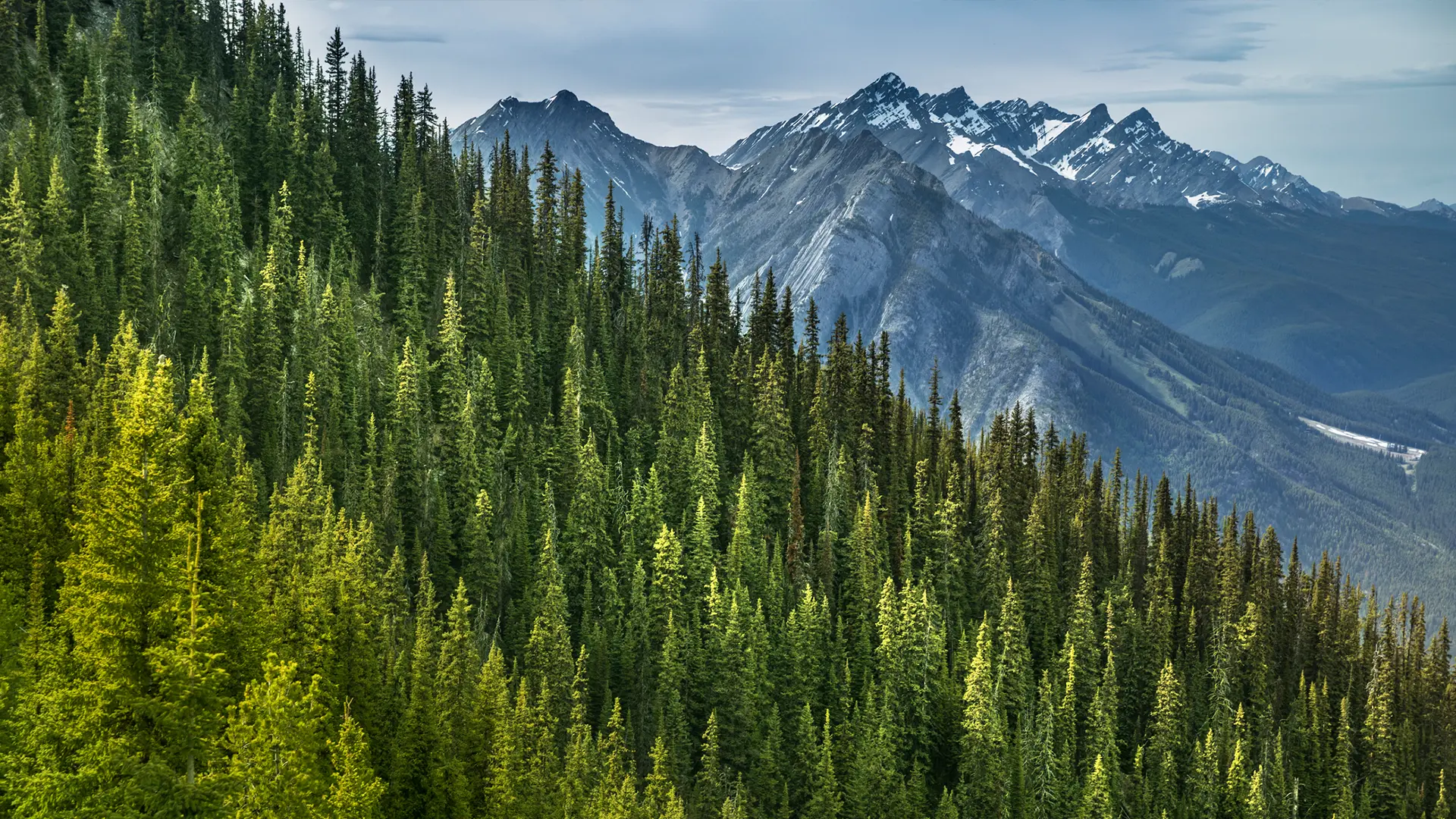 From Zero Waste to Net Zero, Canada’s Forests Are Critical to a Cleaner ...