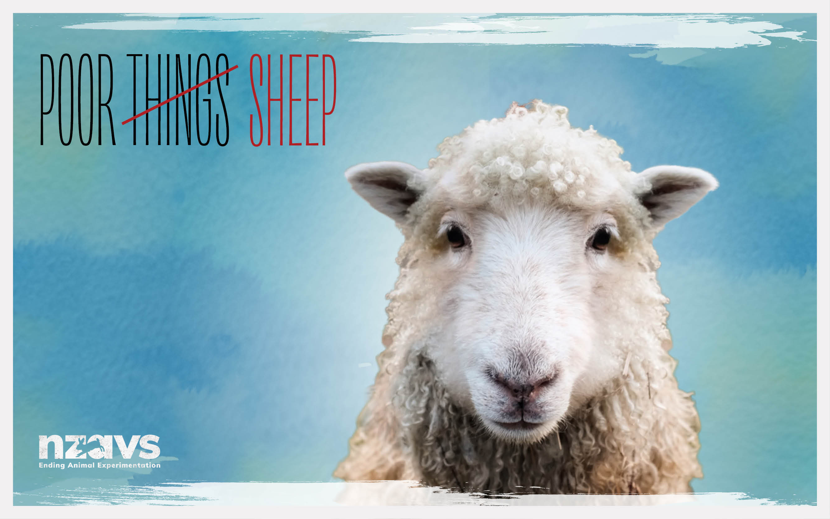 Exposed: Sheep Subjected to ‘Poor Things’ Medical Experiment” - NZAVS ...