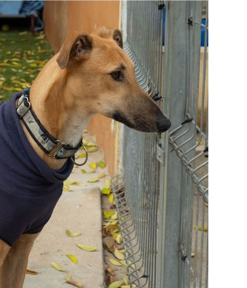 SOS Galgos - Adopta un galgo rescatado
