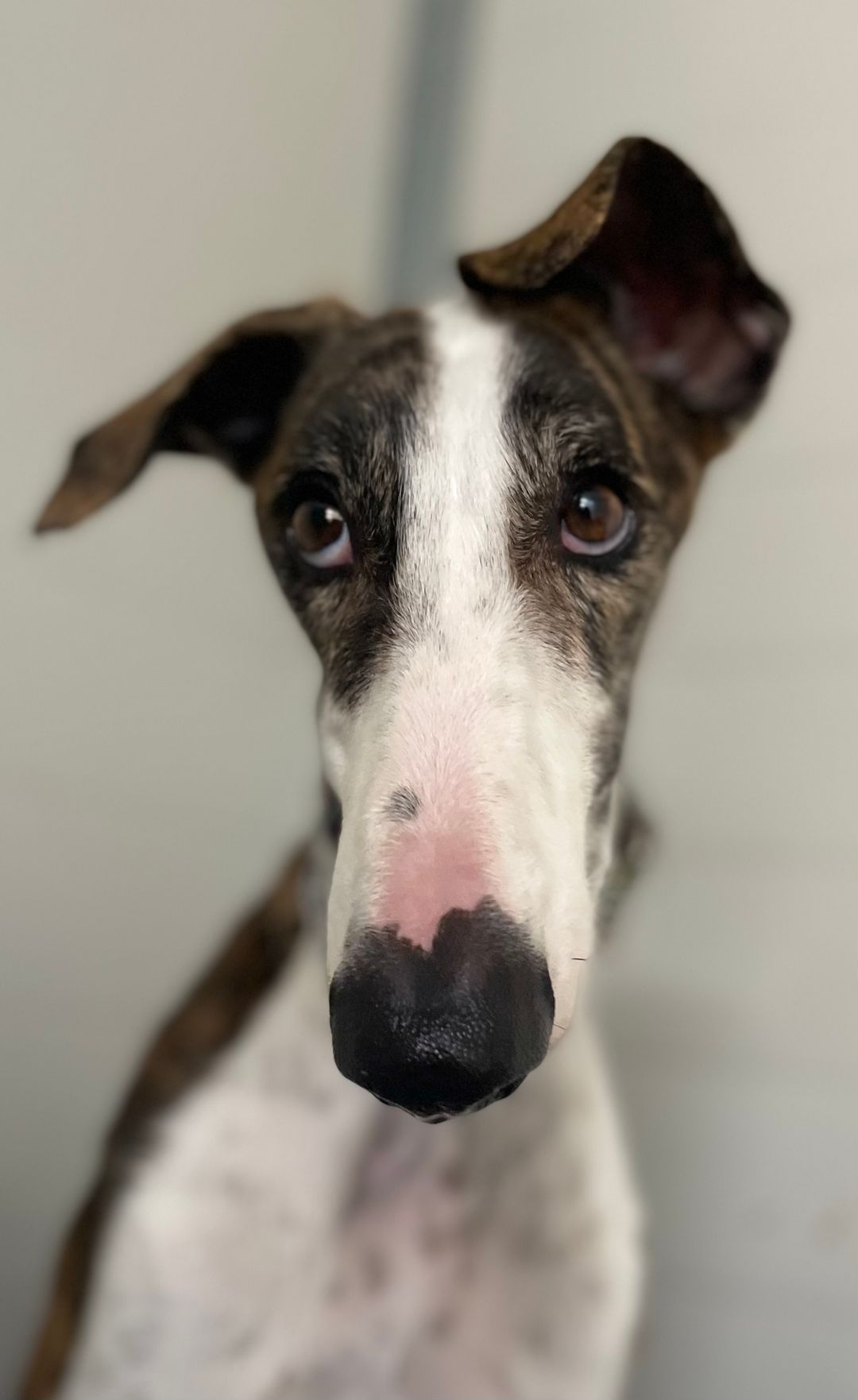 SOS Galgos - Adopta un galgo rescatado