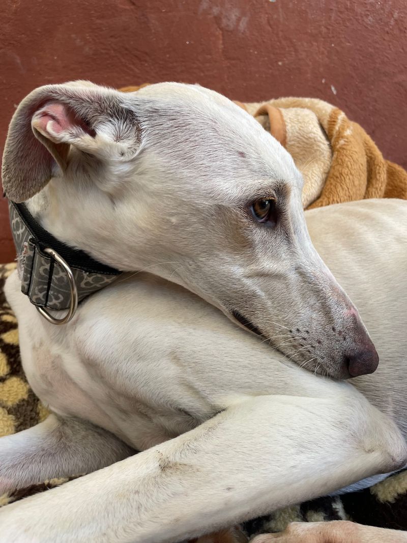 SOS Galgos - Adopta un galgo rescatado