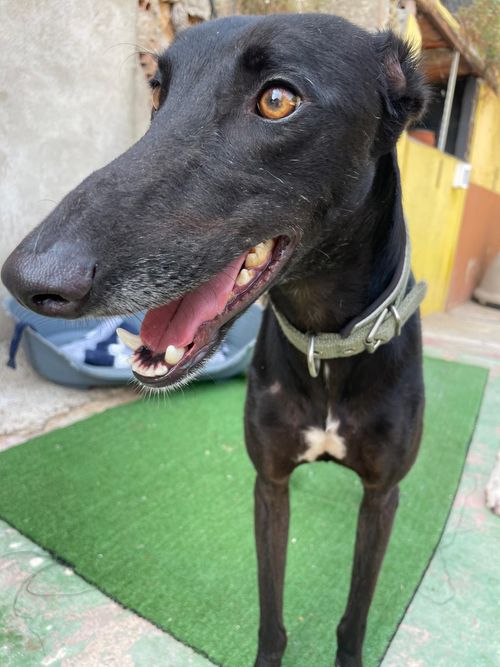 SOS Galgos - Adopta un galgo rescatado