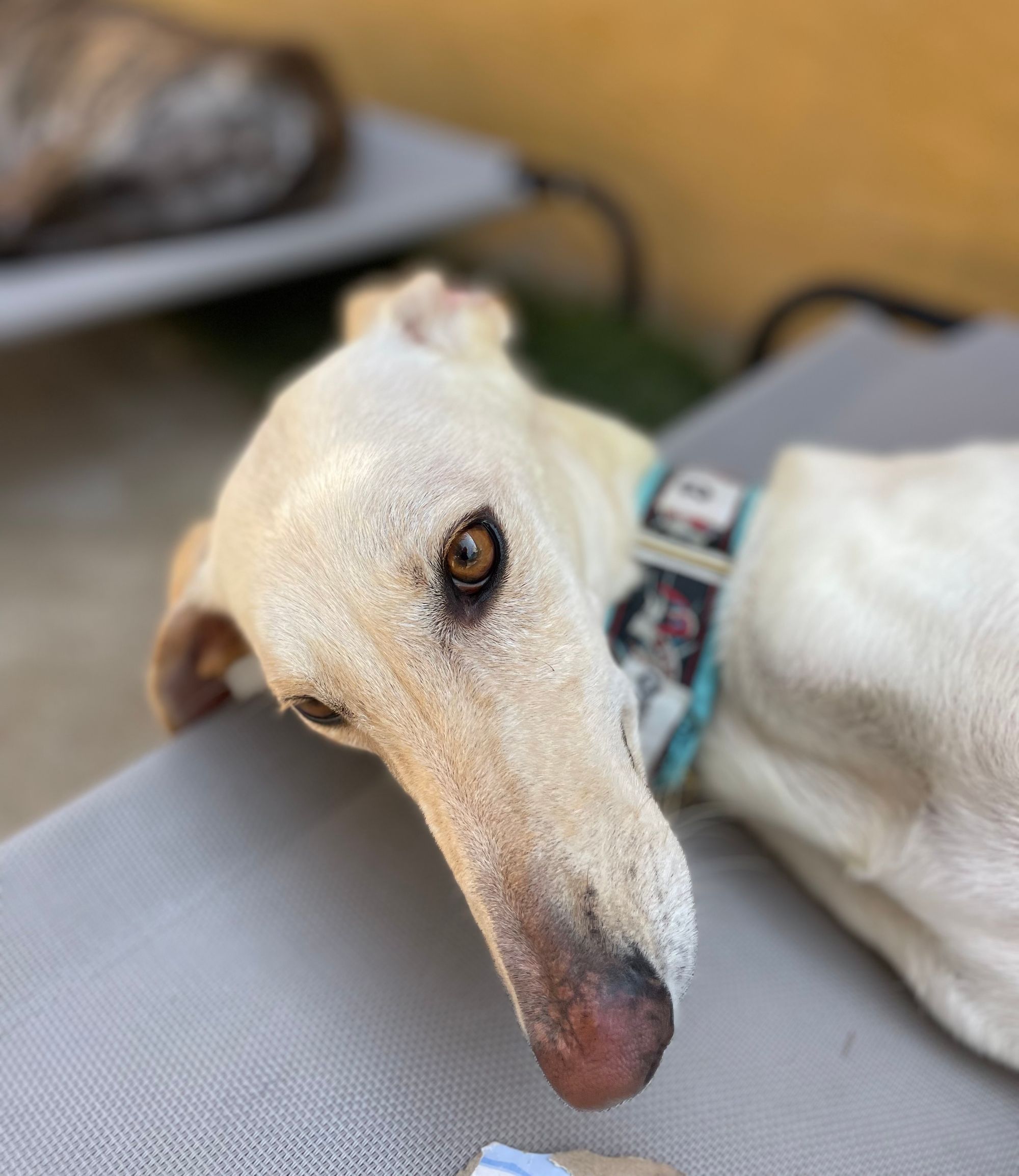 SOS Galgos - Adopta un galgo rescatado