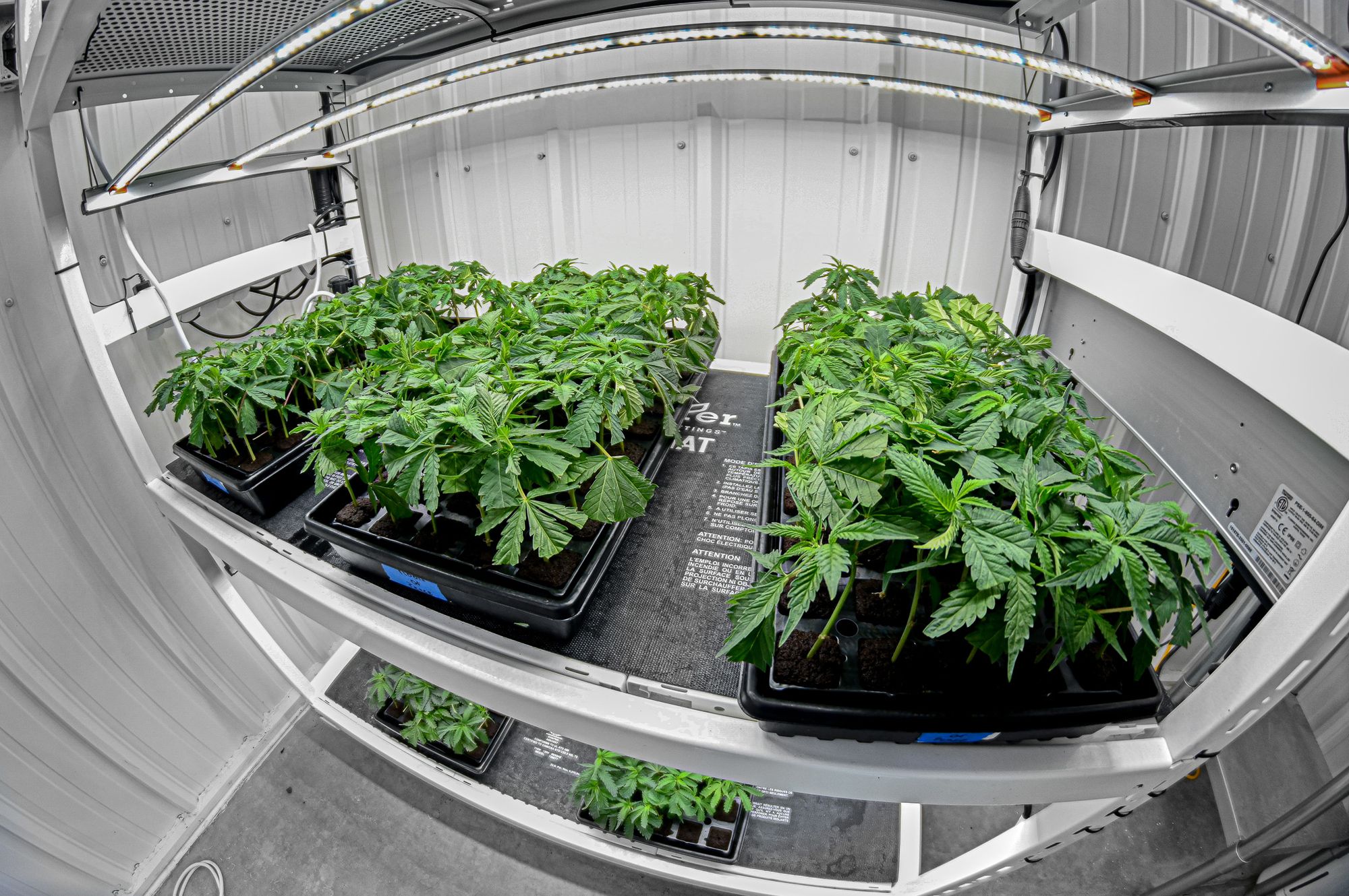 Harbor Farmz - Growing Michigan's Finest Cannabis