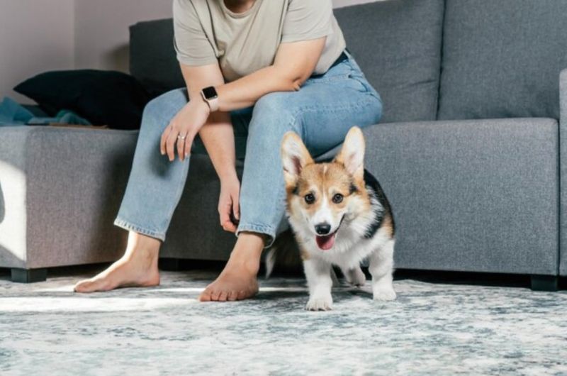 The 8 Best Carpet Cleaner Solutions for Pet Messes in 2024
