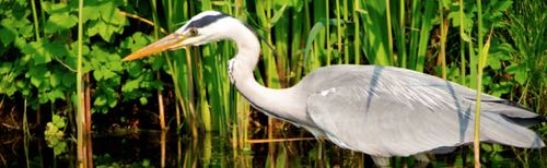 Chicago Grade Landfill & Recycling | Disposal | Dump