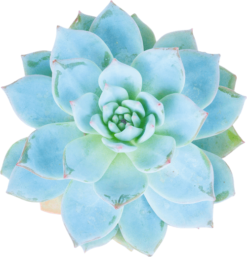 EXO|E Skin Revitalizing Complex | Exosome Facial | Maryville, TN