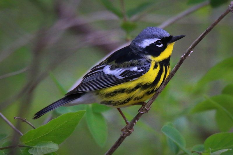 Native Animal of Wisconsin - The Luna Moth | Urban Ecology Center