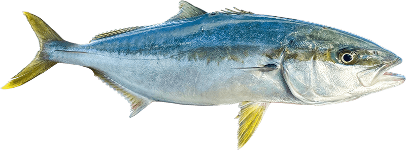 Southern Bluefin Tuna - Species Guide