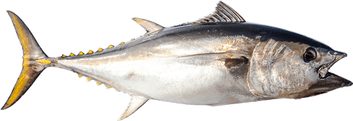 Blue Cod - Species Guide