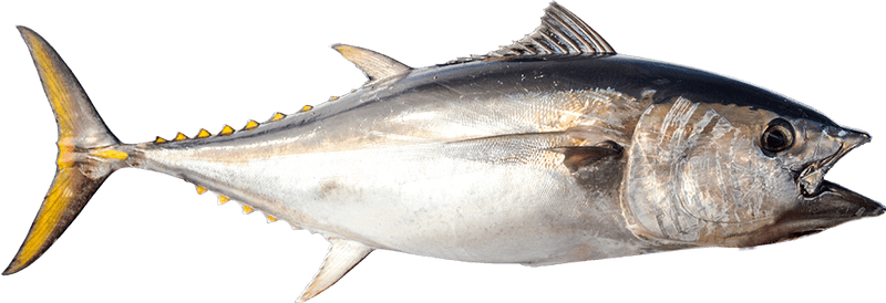 Snapper - Species Guide