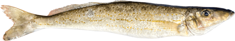 Murray Cod - Species Guide