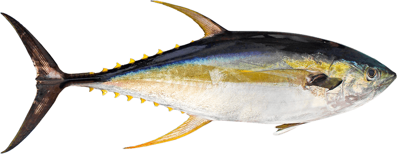 Marlin - Species Guide