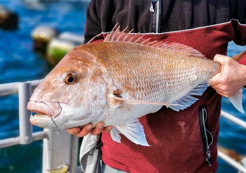 Snapper - Species Guide