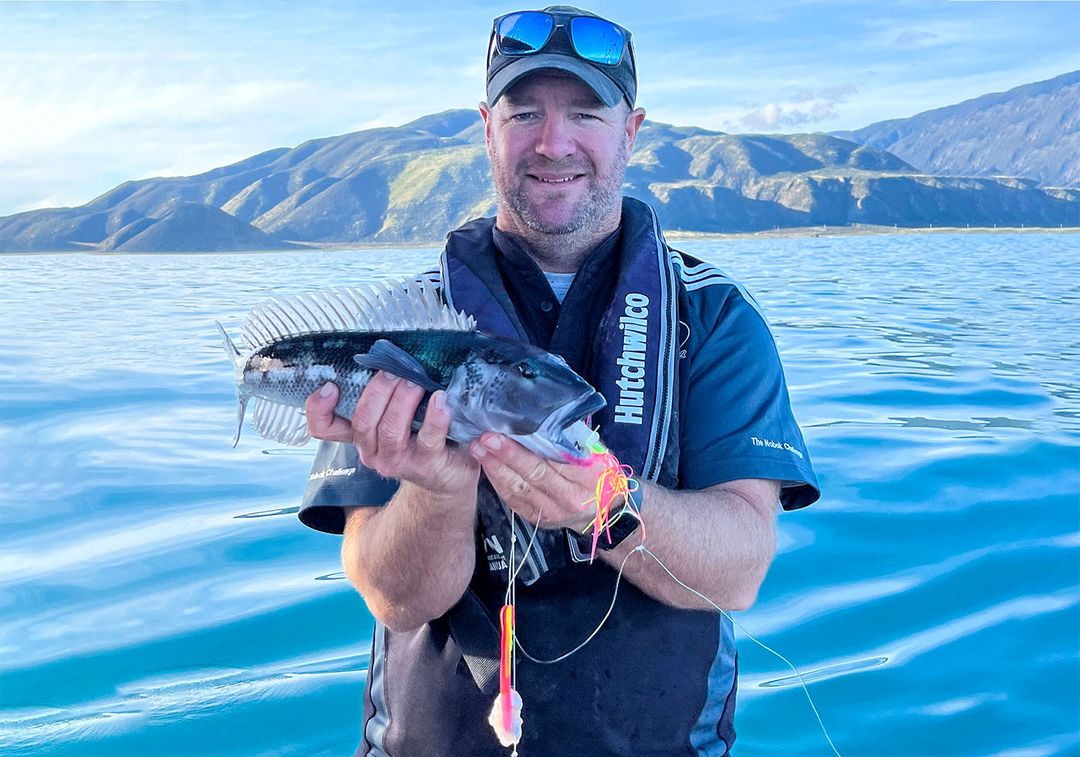 Blue Cod - Species Guide