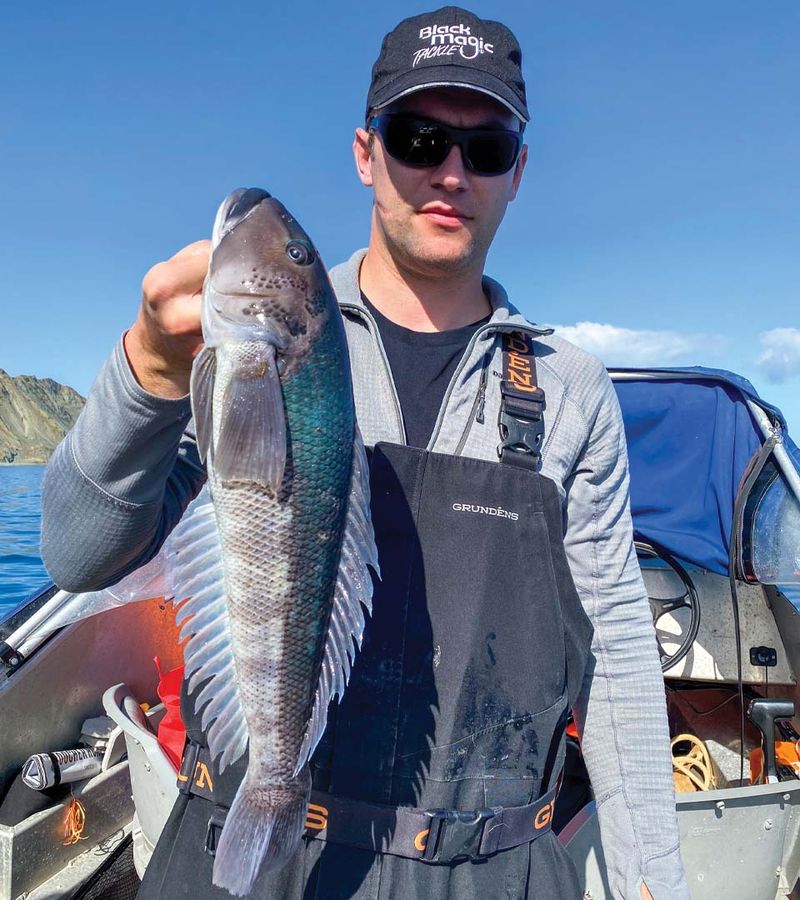 Blue Cod - Species Guide