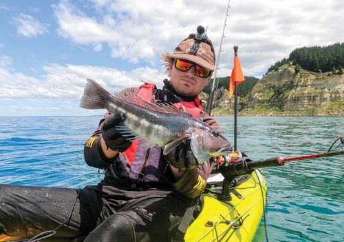 Blue Cod - Species Guide