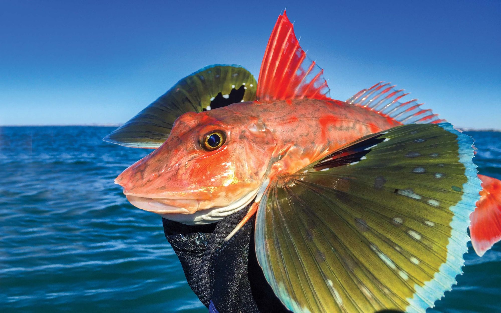 Gurnard - Species Guide
