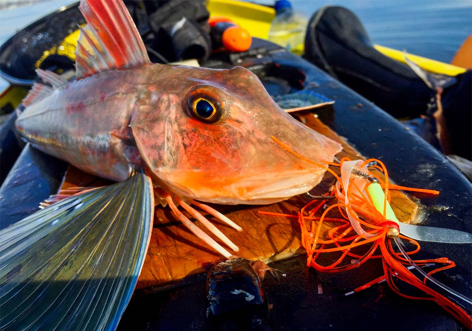 Gurnard - Species Guide