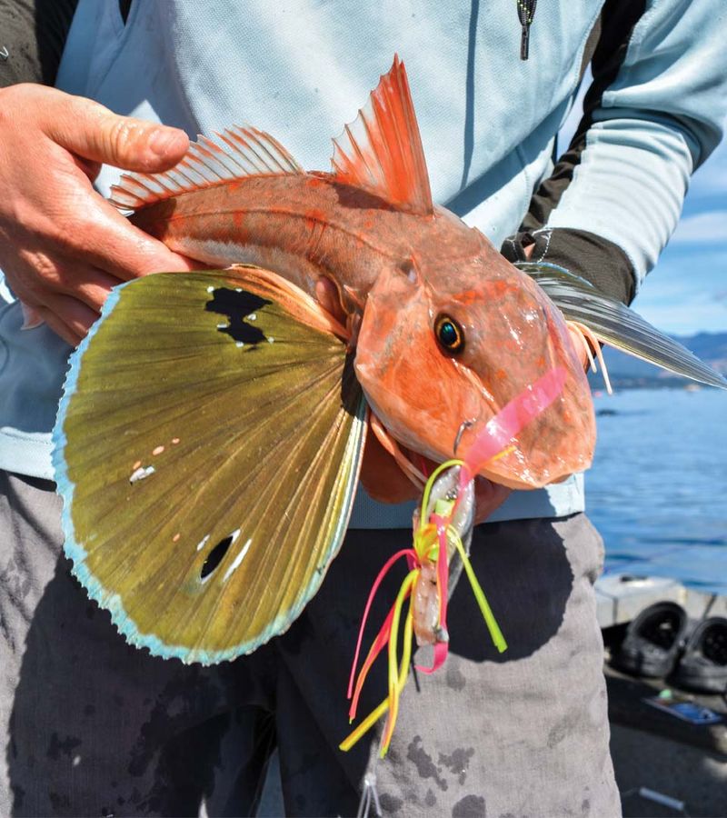 Gurnard - Species Guide