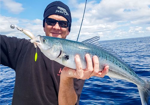 Kahawai - Species Guide