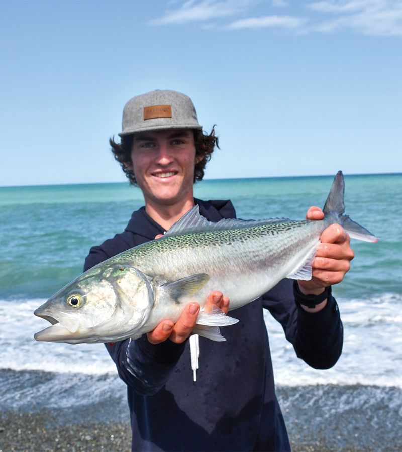 Kahawai - Species Guide