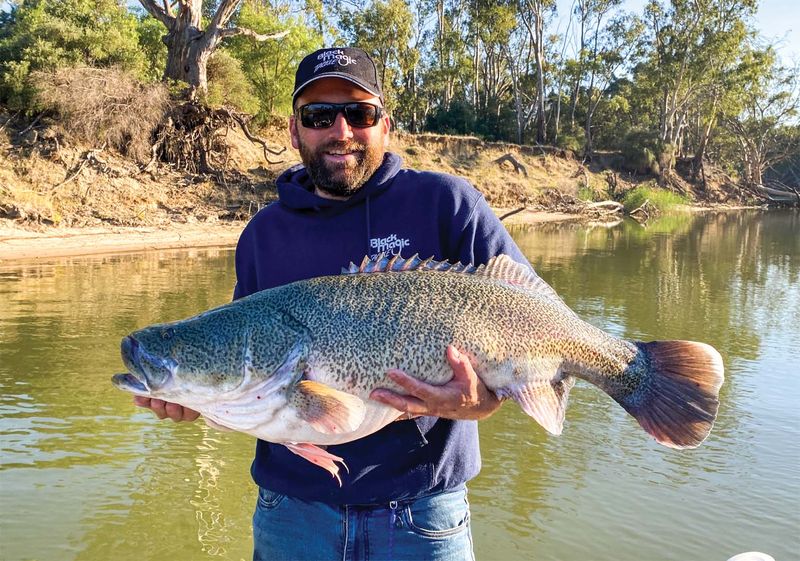 Murray Cod - Species Guide