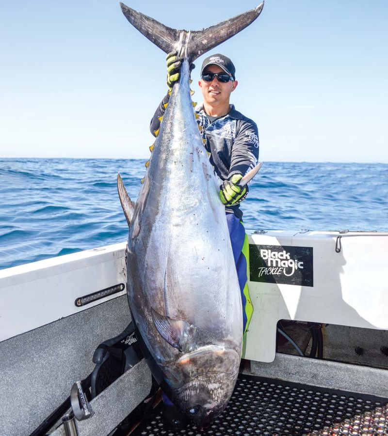 Southern Bluefin Tuna - Species Guide