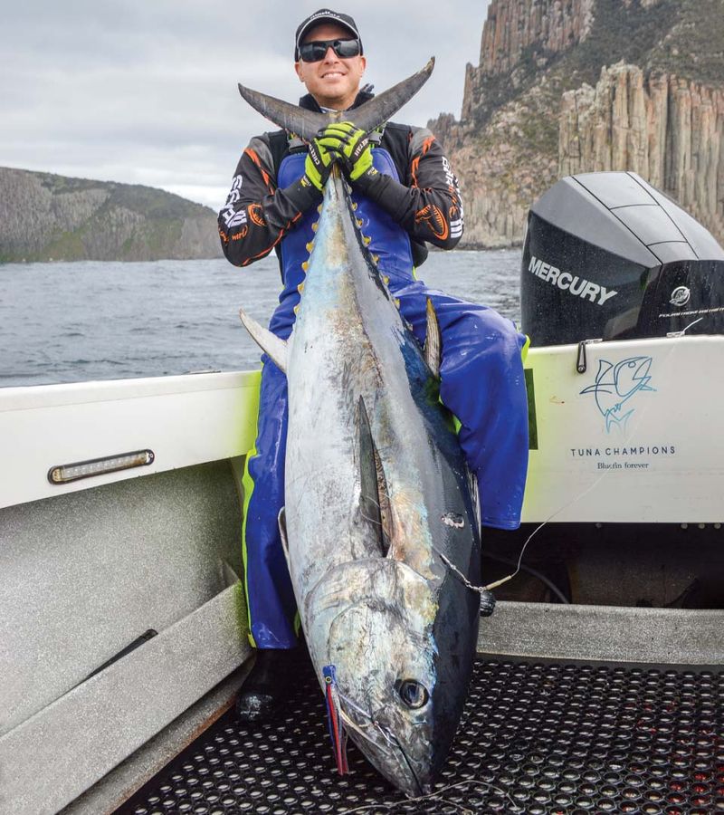Southern Bluefin Tuna - Species Guide