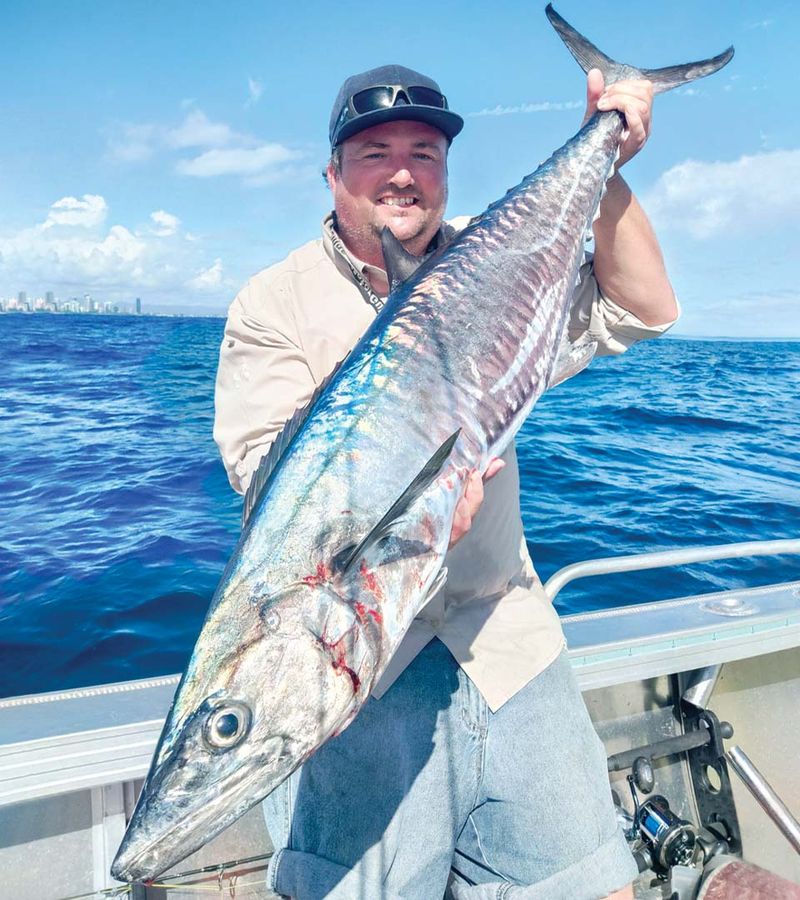 Spanish Mackerel - Species Guide