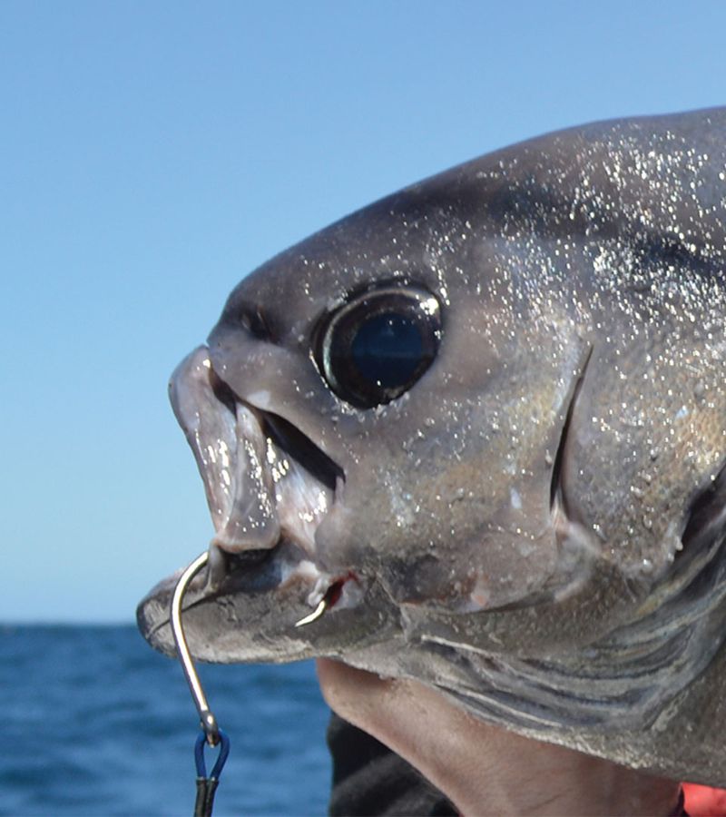 Choosing the right hook - Fishing Guide