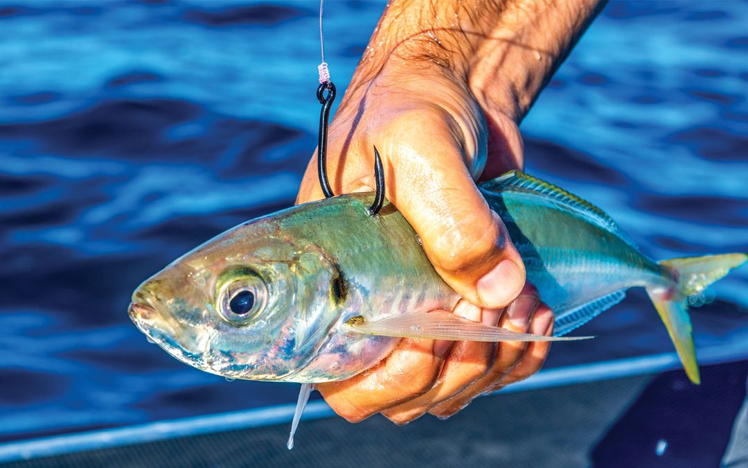 Guide to live baiting - Fishing Guide