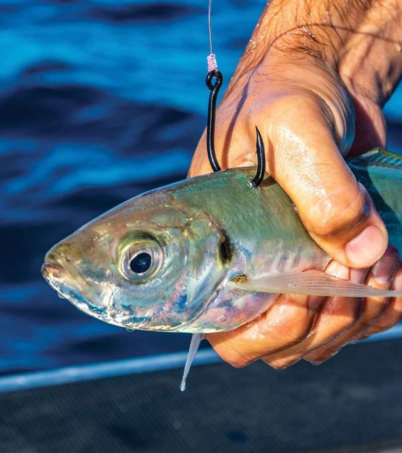 Guide to live baiting - Fishing Guide