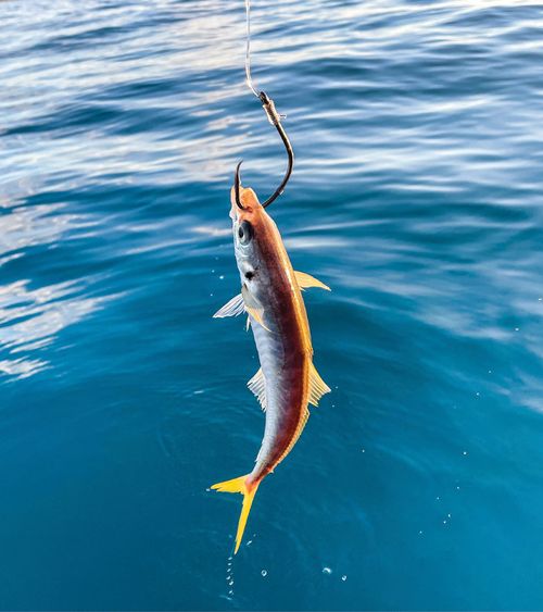 Guide to live baiting - Fishing Guide