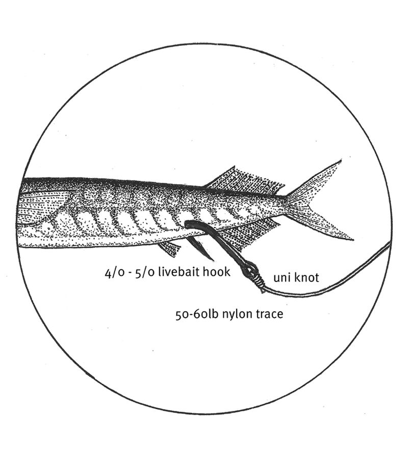 Guide to live baiting - Fishing Guide