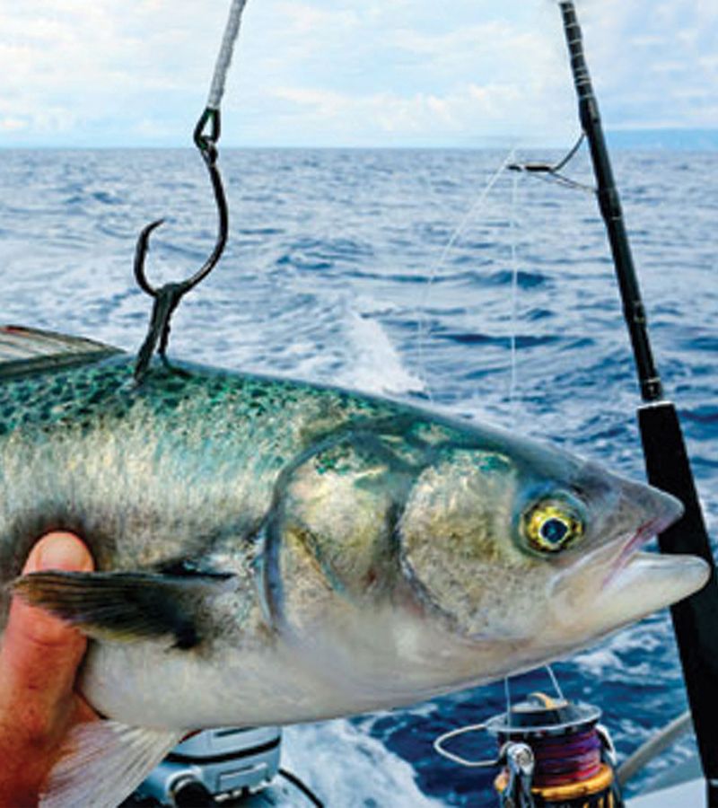 Guide to live baiting - Fishing Guide