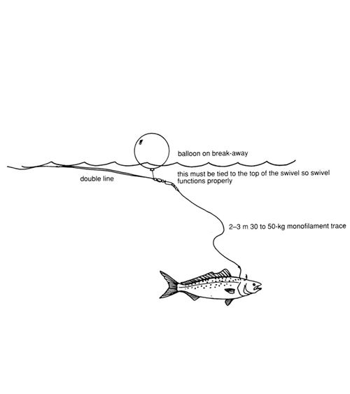 Guide to live baiting - Fishing Guide