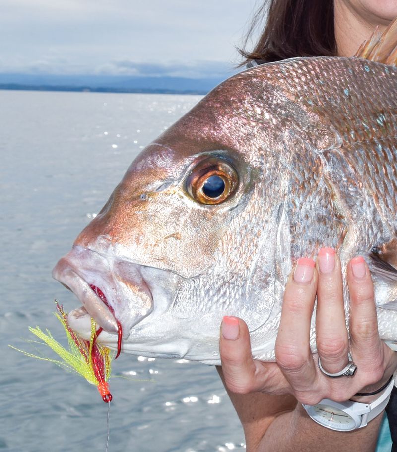 Blue Cod - Species Guide