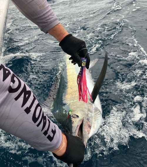 Marlin - Species Guide