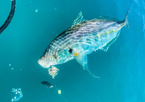 Trevally - Species Guide