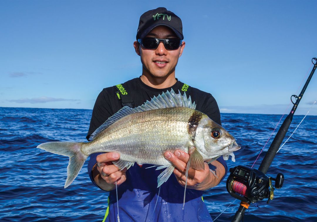 Tarakihi - Species Guide