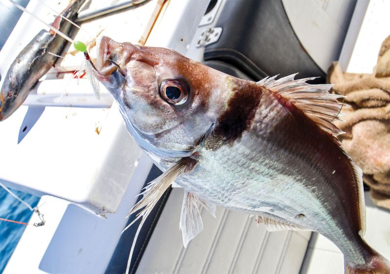 Tarakihi - Species Guide