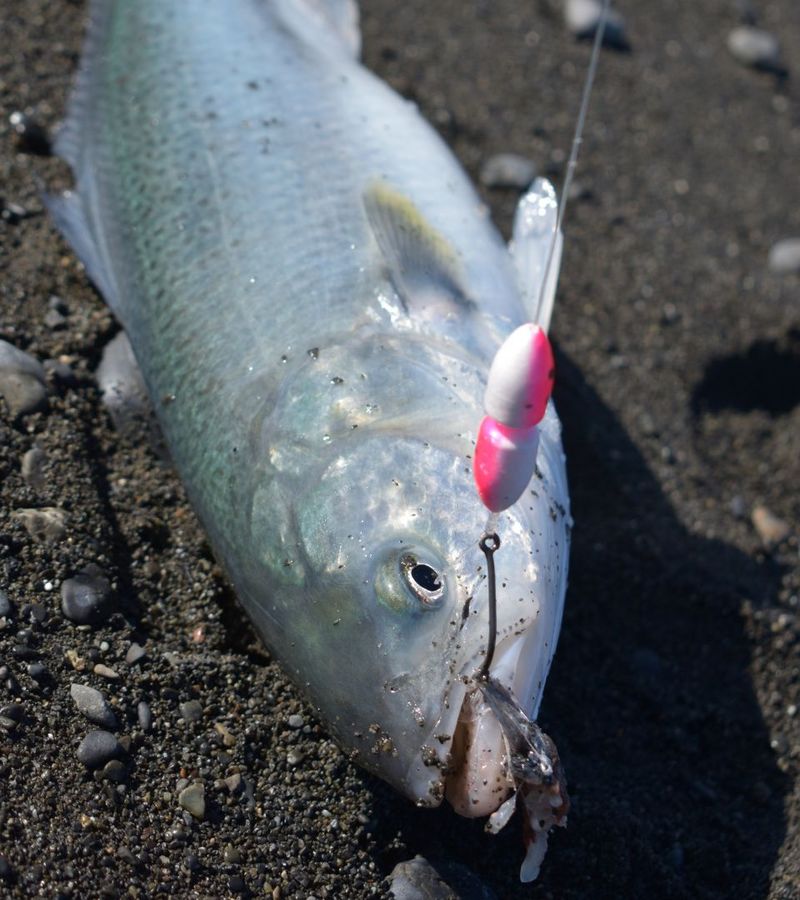 Guide to Surfcasting - Fishing Guide