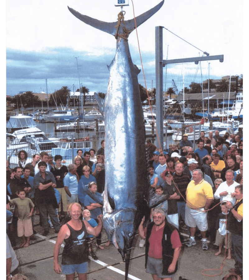 Marlin - Species Guide