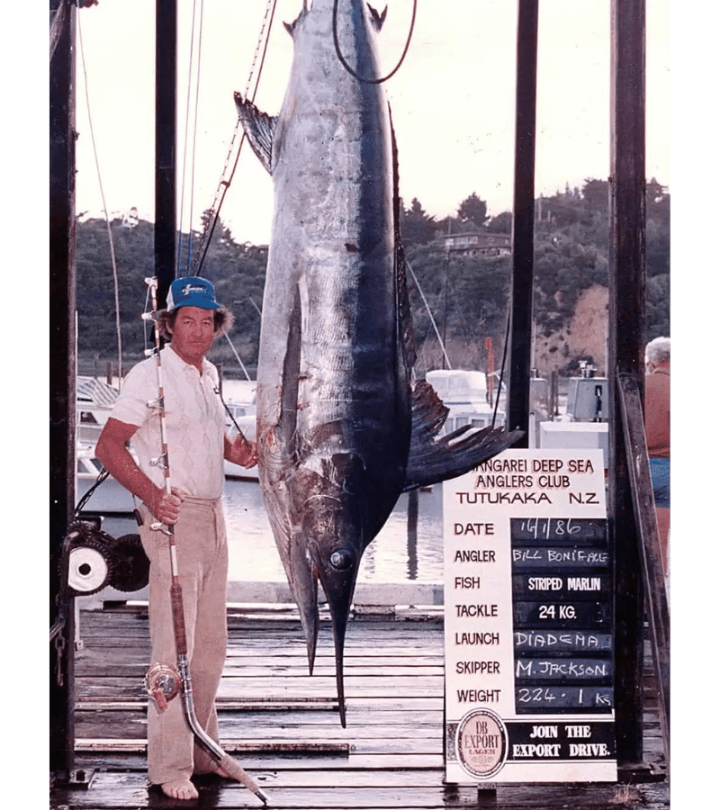 Marlin - Species Guide