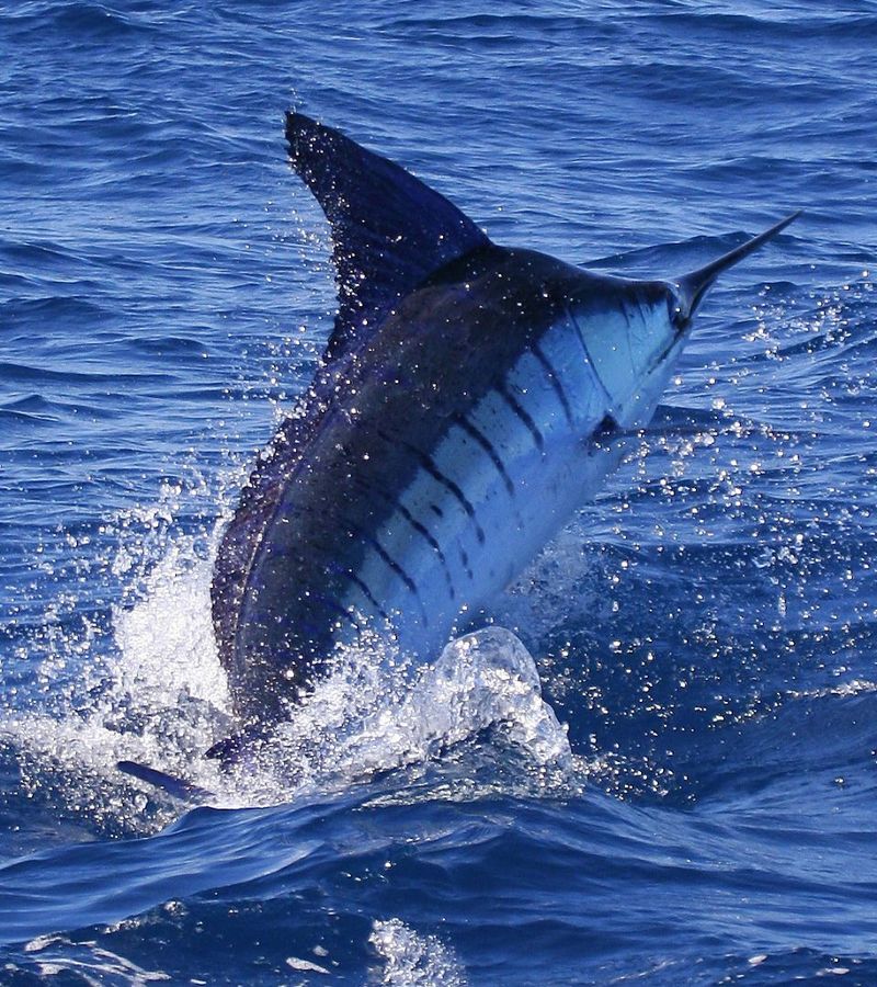 Marlin - Species Guide