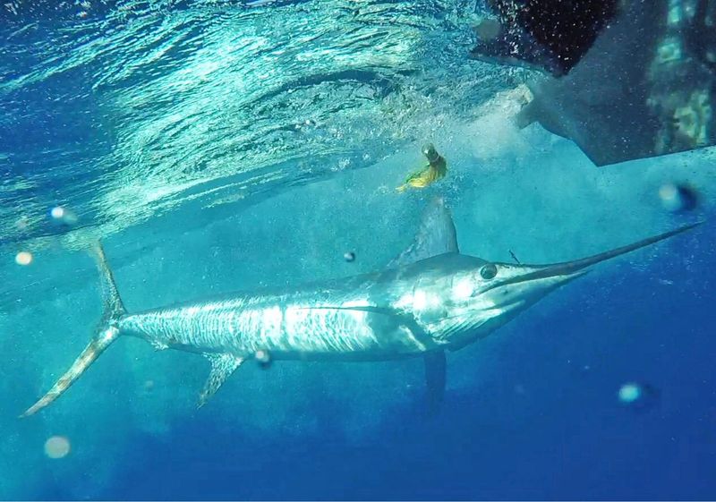 Marlin - Species Guide