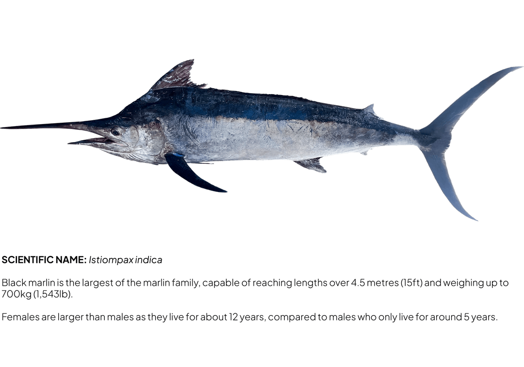 Marlin - Species Guide