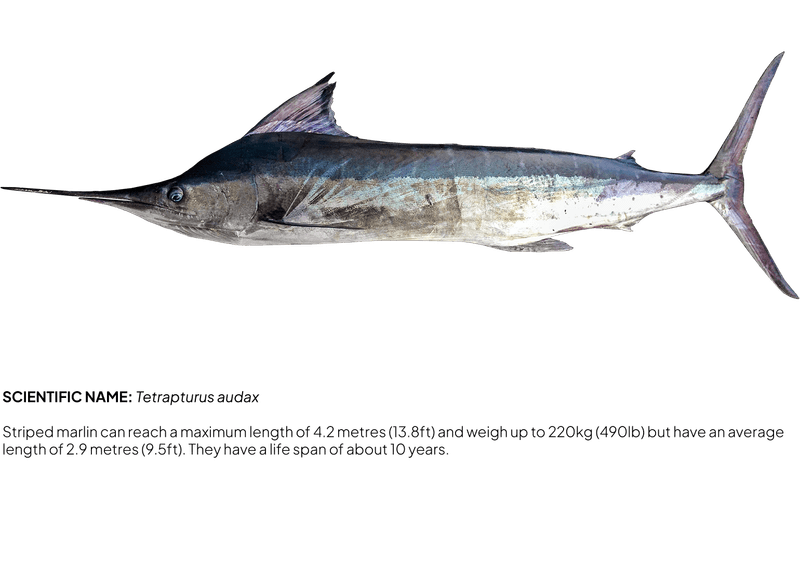 Marlin - Species Guide